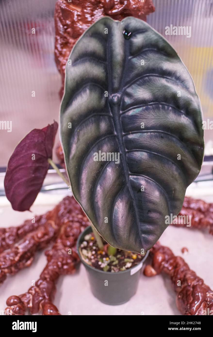 Shiny leaf hi-res stock photography and images - Alamy