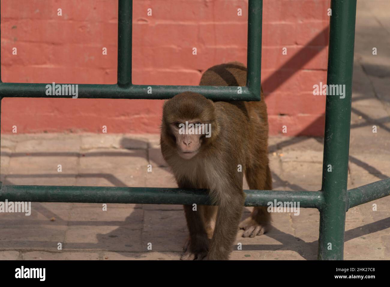 Monkey trying to move outside of the iron barrier at Swayambhunath ...