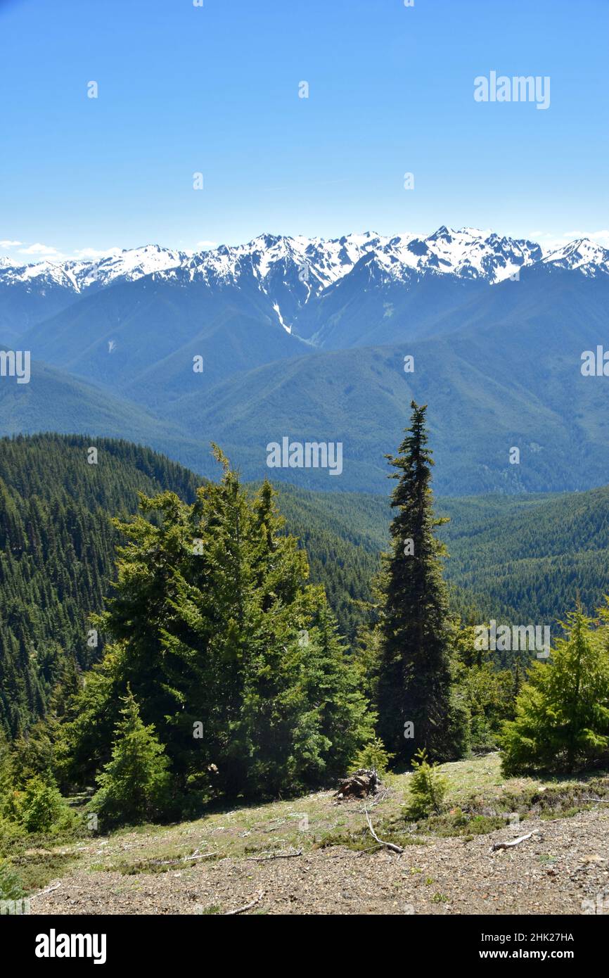 Hurricane Ridge atop Olympic National Park, Washington State, USA Stock ...