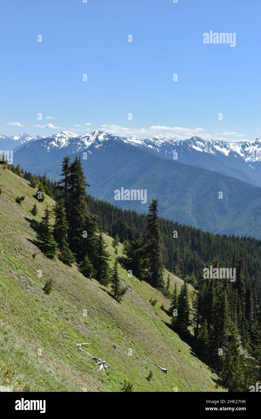 Hurricane Ridge atop Olympic National Park, Washington State, USA Stock ...
