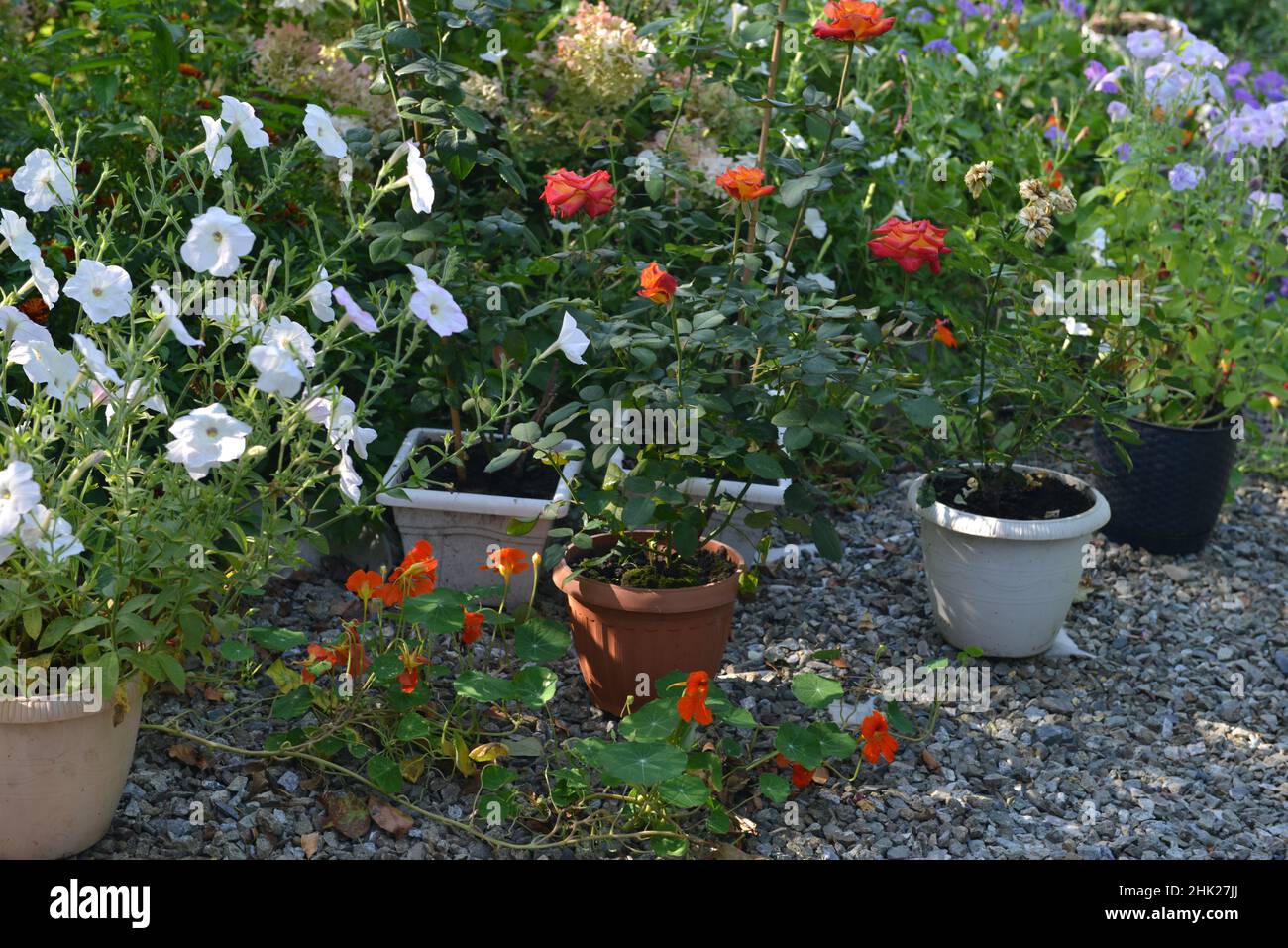 Summer still life with beautiful petunia flowers in pots outside in the ...