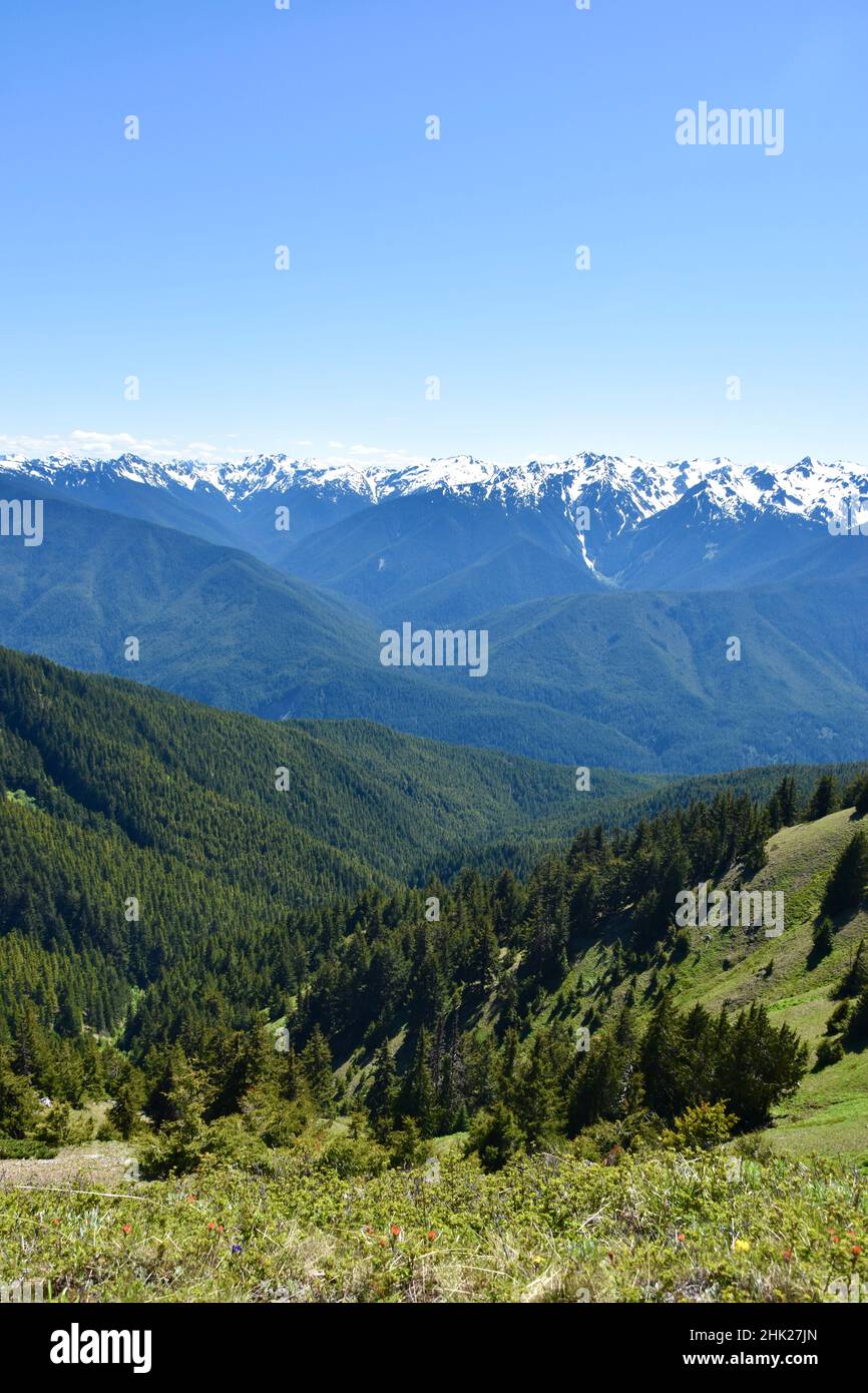 Hurricane Ridge atop Olympic National Park, Washington State, USA Stock ...