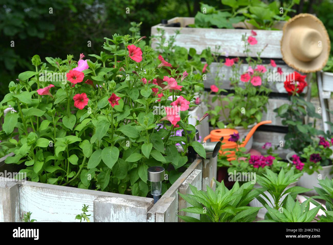 Summer still life with beautiful petunia flowers in pots outside in the ...