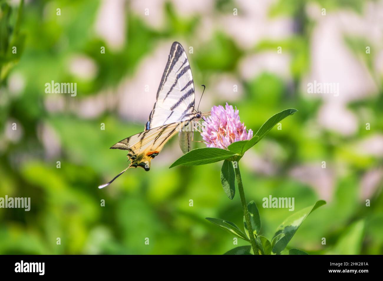 Beautiful Butterfly Scarce Swallowtail, Sail Swallowtail, Pear-tree ...