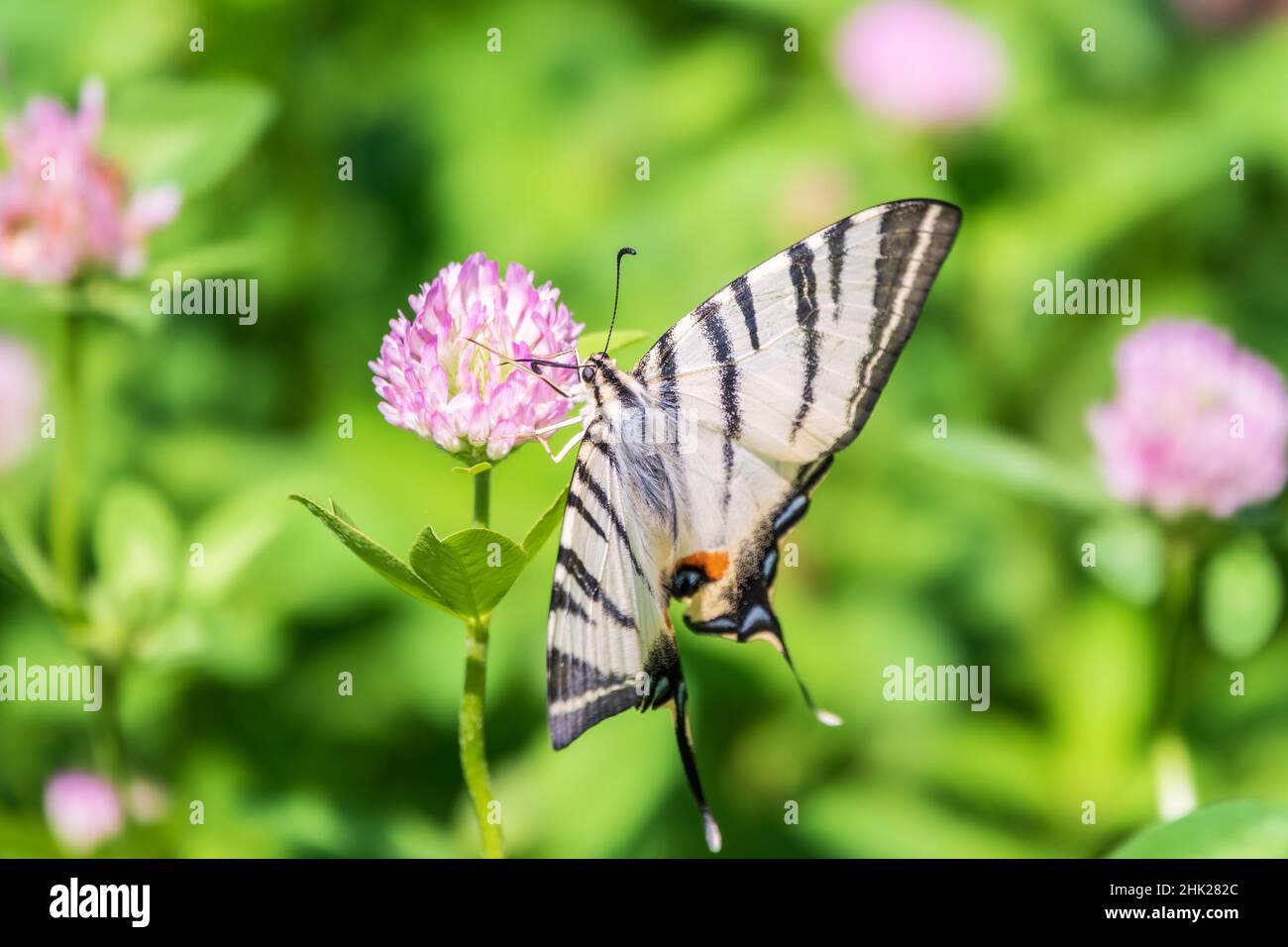 Beautiful Butterfly Scarce Swallowtail, Sail Swallowtail, Pear-tree ...