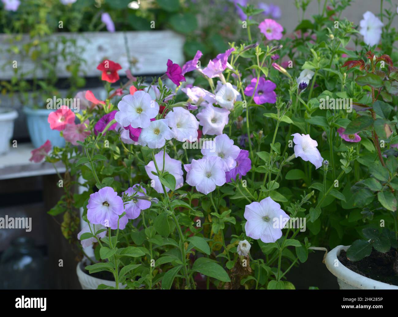 Summer still life with beautiful petunia flowers in pots outside in the ...