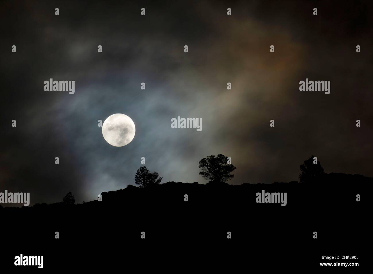 Western juniper (Juniperus occidentalis) silhouette with moon, Lower ...