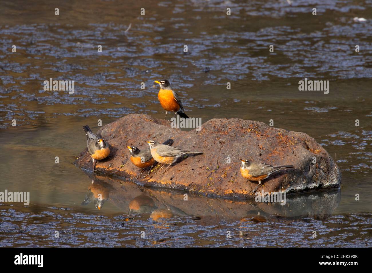 American robin (Turdus migratorius), Lower Crooked River National Back ...