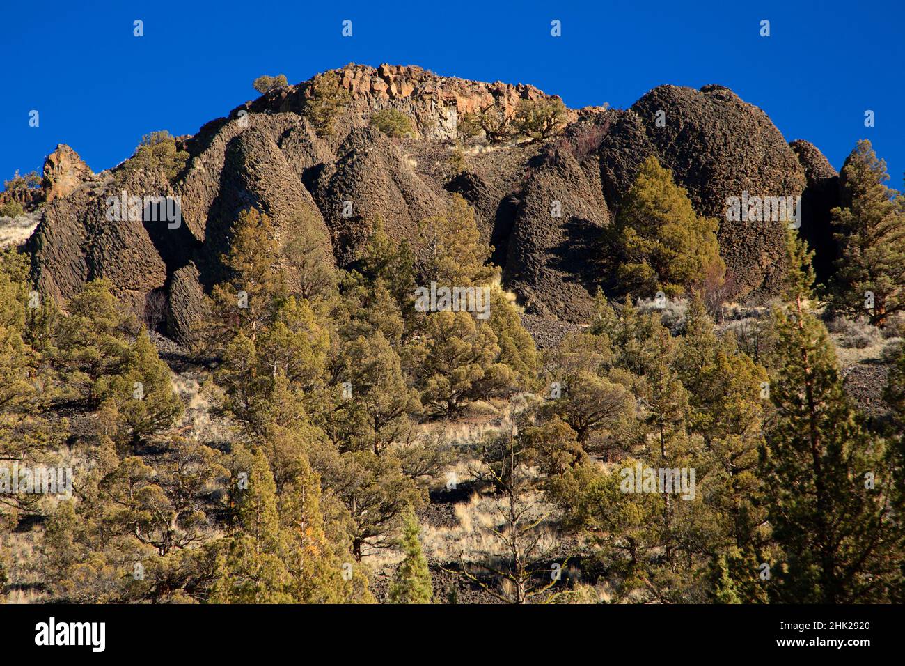 Western juniper (Juniperus occidentalis) on canyon slope, Lower Crooked ...