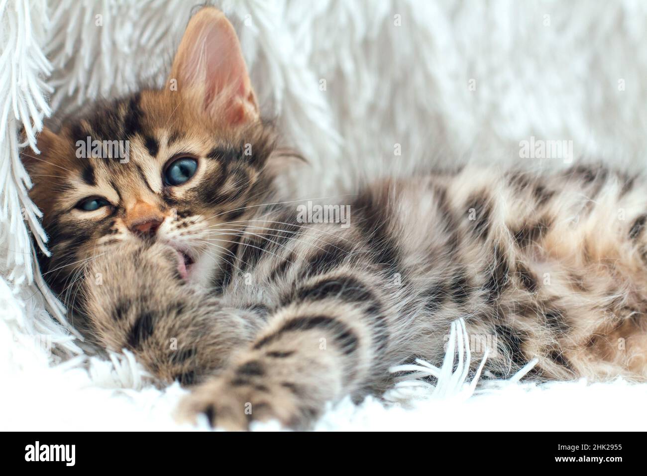 Three cute one month old kittens on a furry white blanket Stock Photo ...