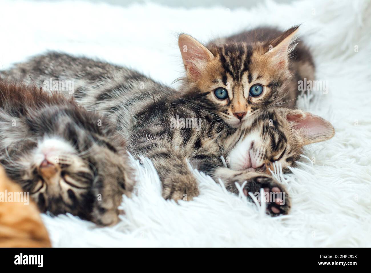 Three cute one month old kittens on a furry white blanket Stock Photo ...