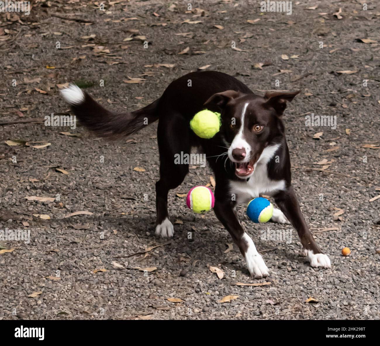 Cute, brown dog playing with colorful dogs outdoors Stock Photo - Alamy