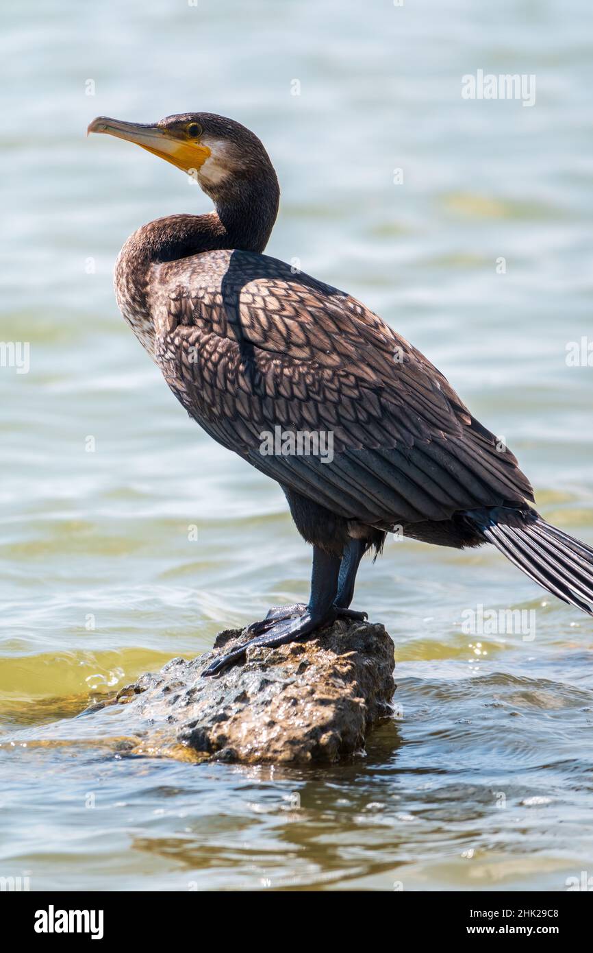 Great cormorant, Phalacrocorax carbo, standing on a stone on the sea ...