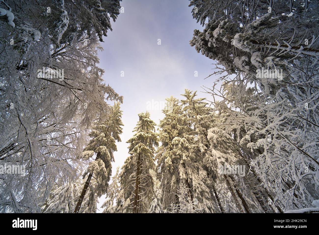 Low angle shot of tall snowy trees in a forest Stock Photo - Alamy