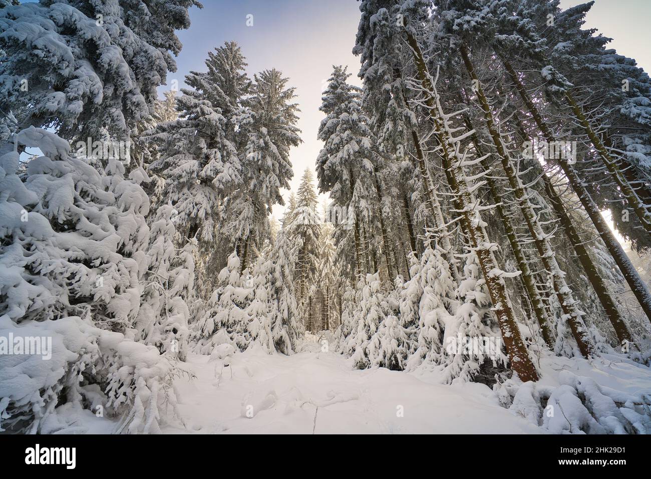 Low angle shot of tall snowy trees in a forest Stock Photo - Alamy
