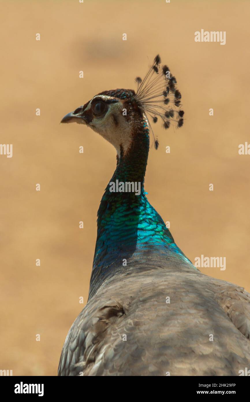 Beautiful Peahen isolated with blurred background Stock Photo - Alamy