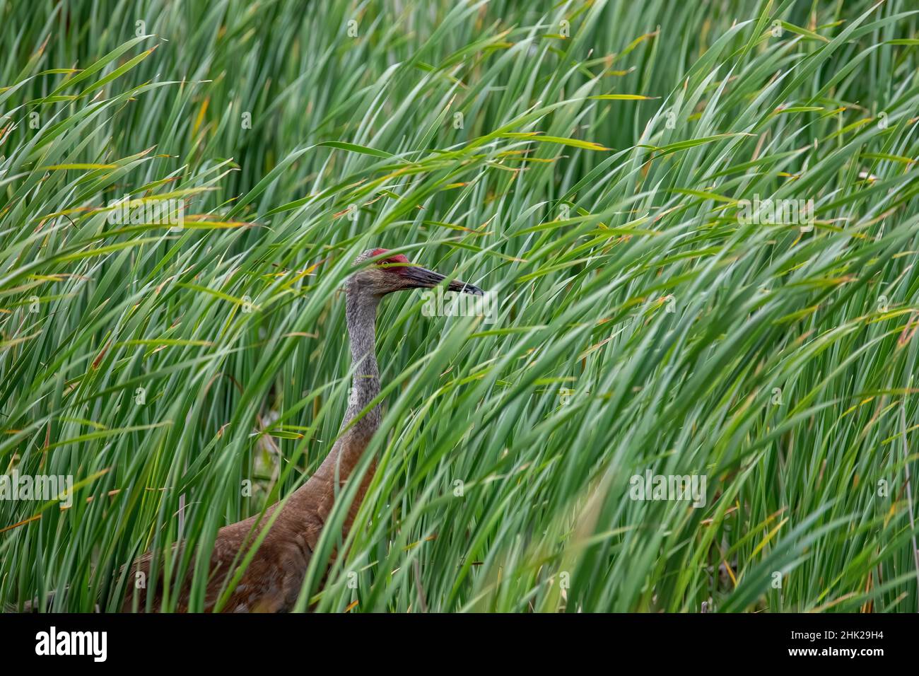 Sandhill crane in the tall grass along a pond at Sherburne National ...