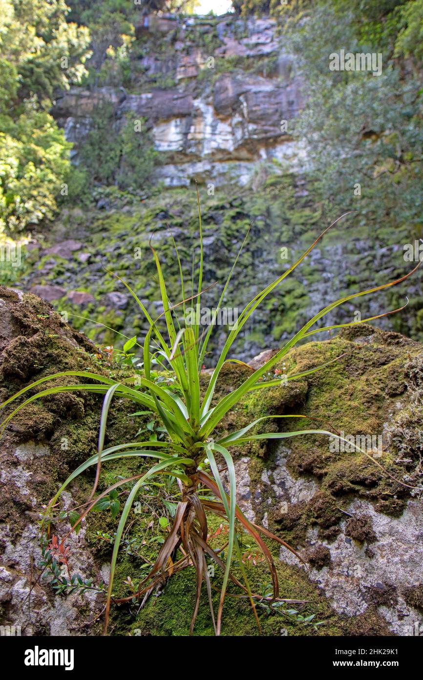 Pandani hi-res stock photography and images - Alamy