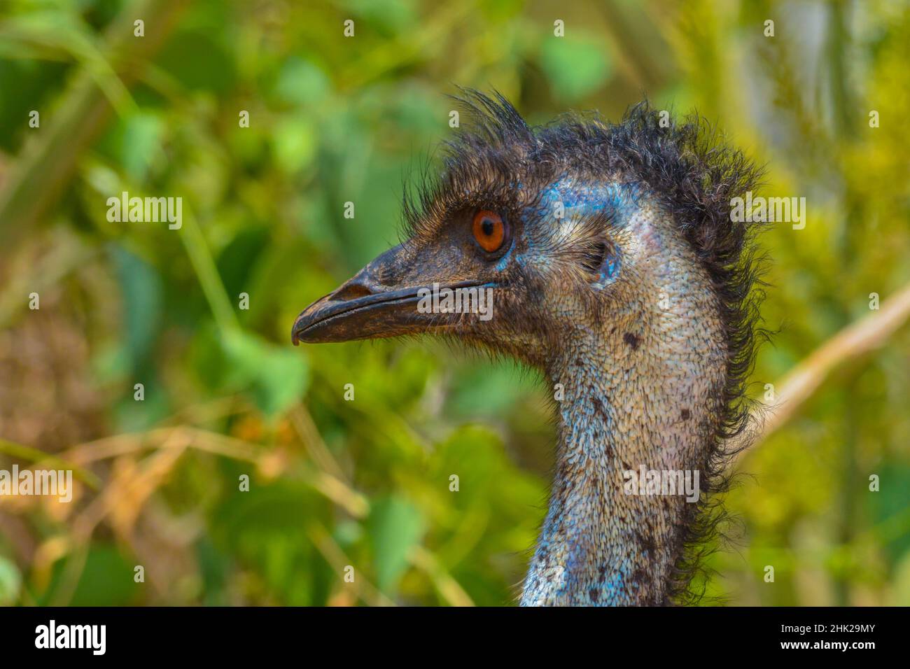 Emu close up shot Stock Photo - Alamy