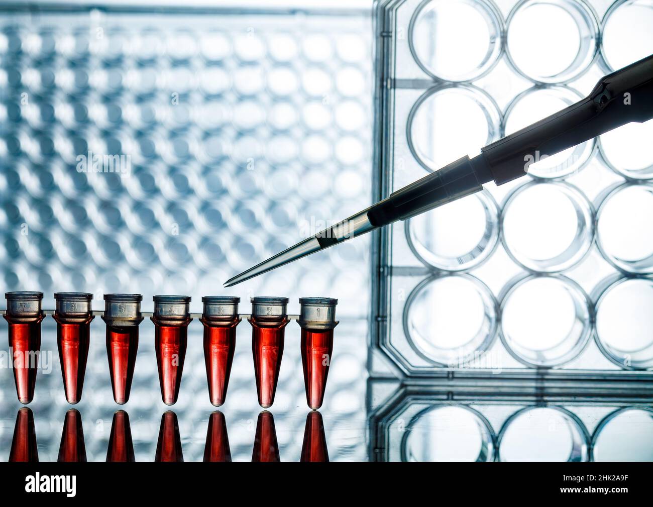 PCR microtubes and pipette in the genetic laboratory on the background ...