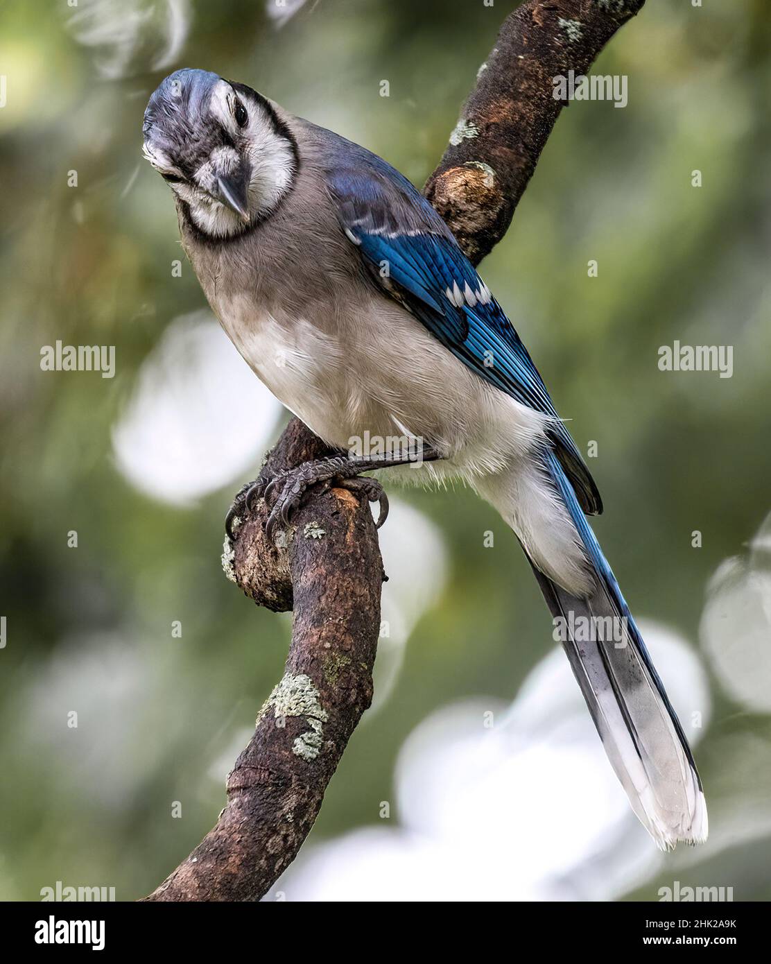 Blue jay side view hi-res stock photography and images - Alamy