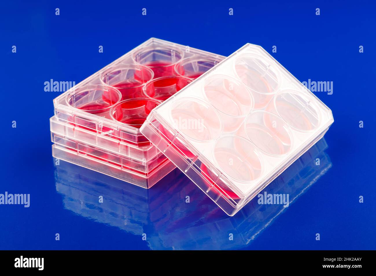 plastic plate with 6 wells for experiments with stem cells in a medical ...