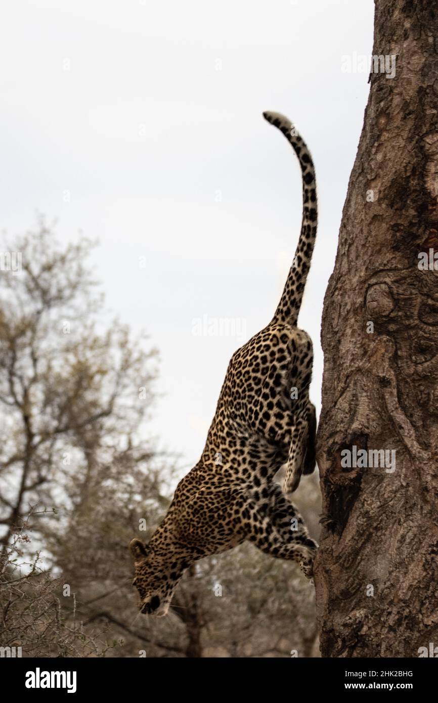 Vertical shot of a female leopard getting down of the tree in Kruger ...
