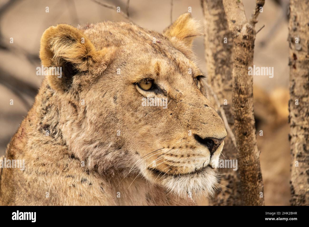 Closeup of a female lion portrait with the background of the tree ...