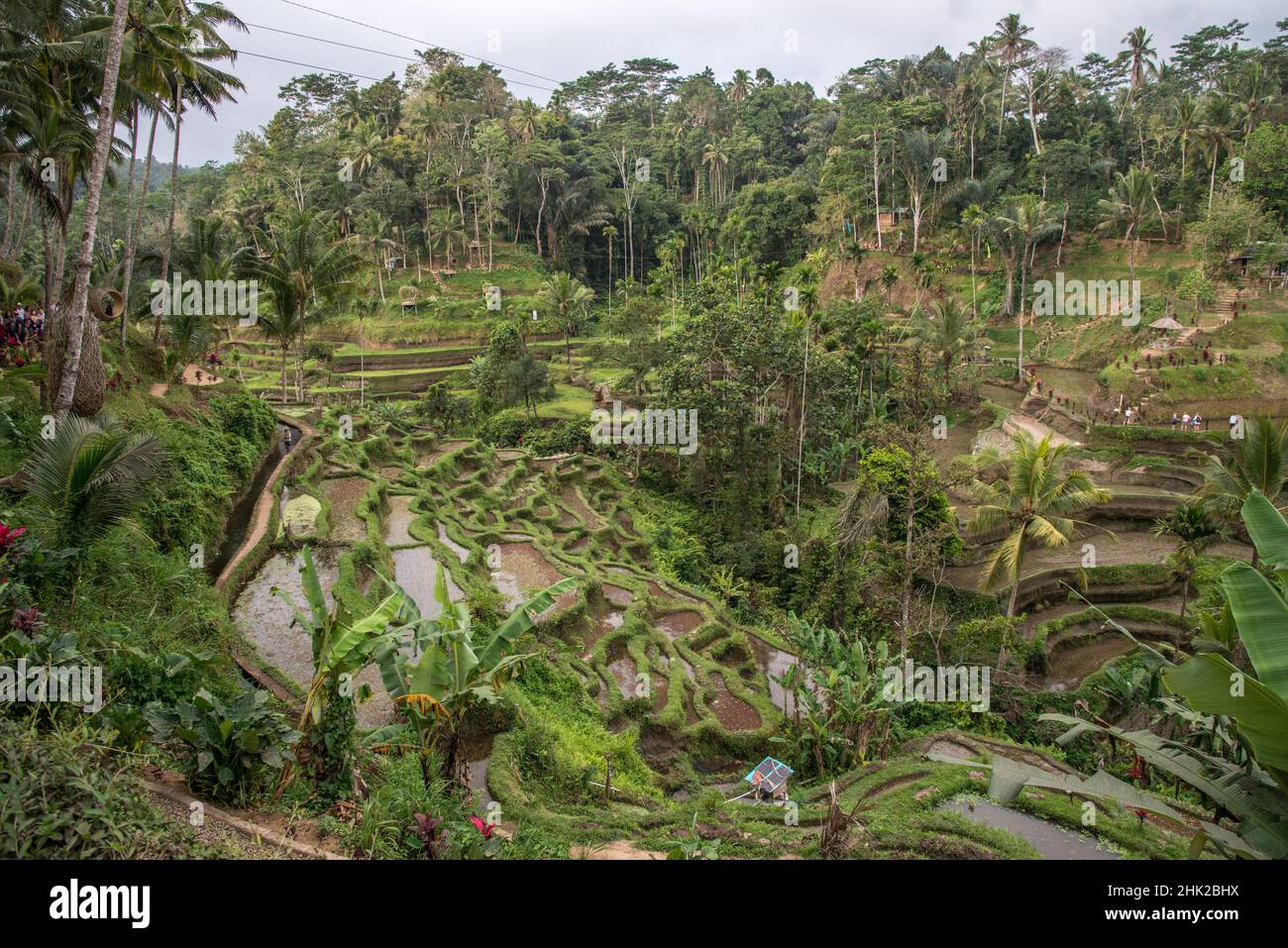 Bali rice terraces with palm trees in Indonesia Stock Photo - Alamy