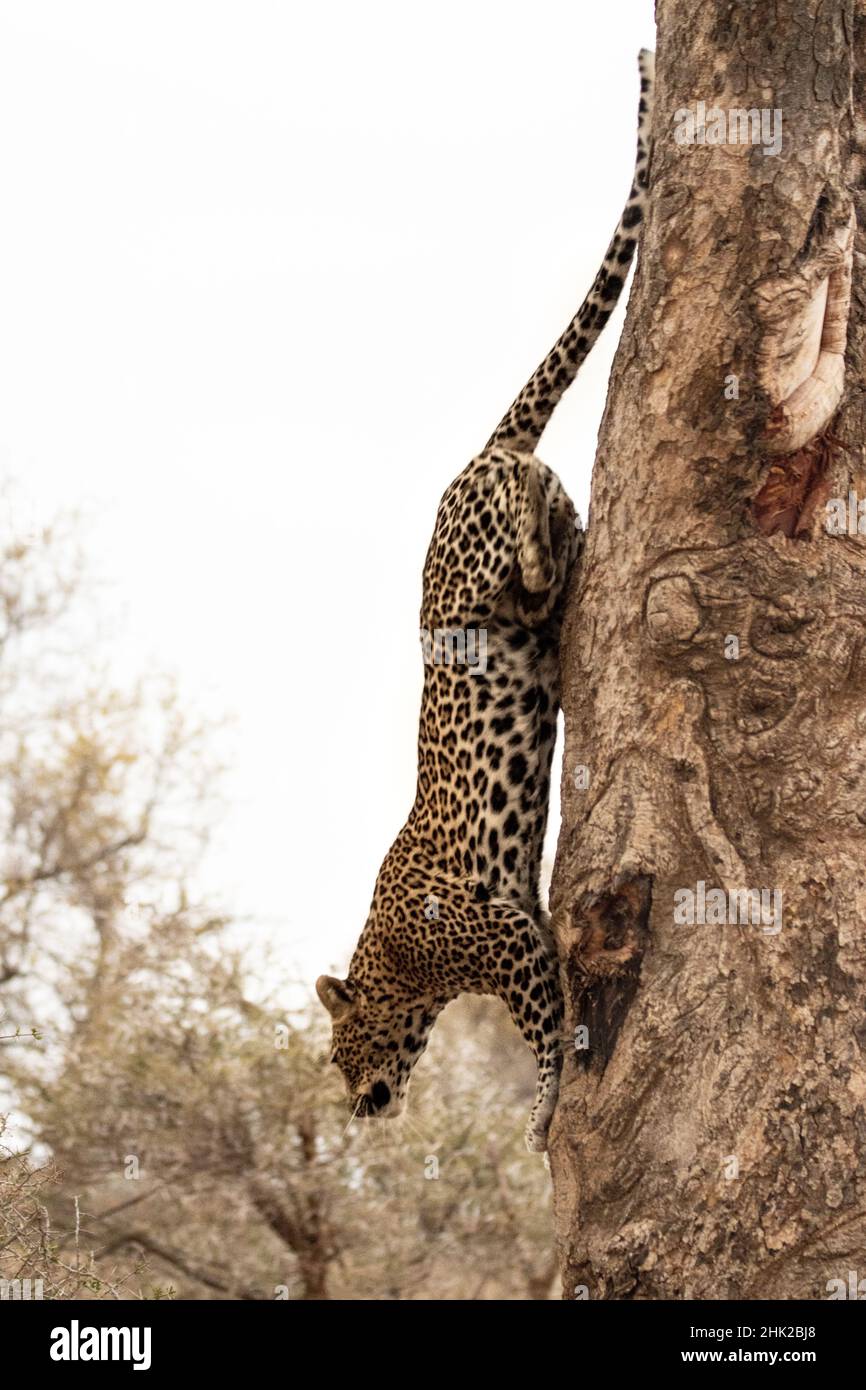 Vertical shot of a female leopard getting down of the tree in Kruger ...