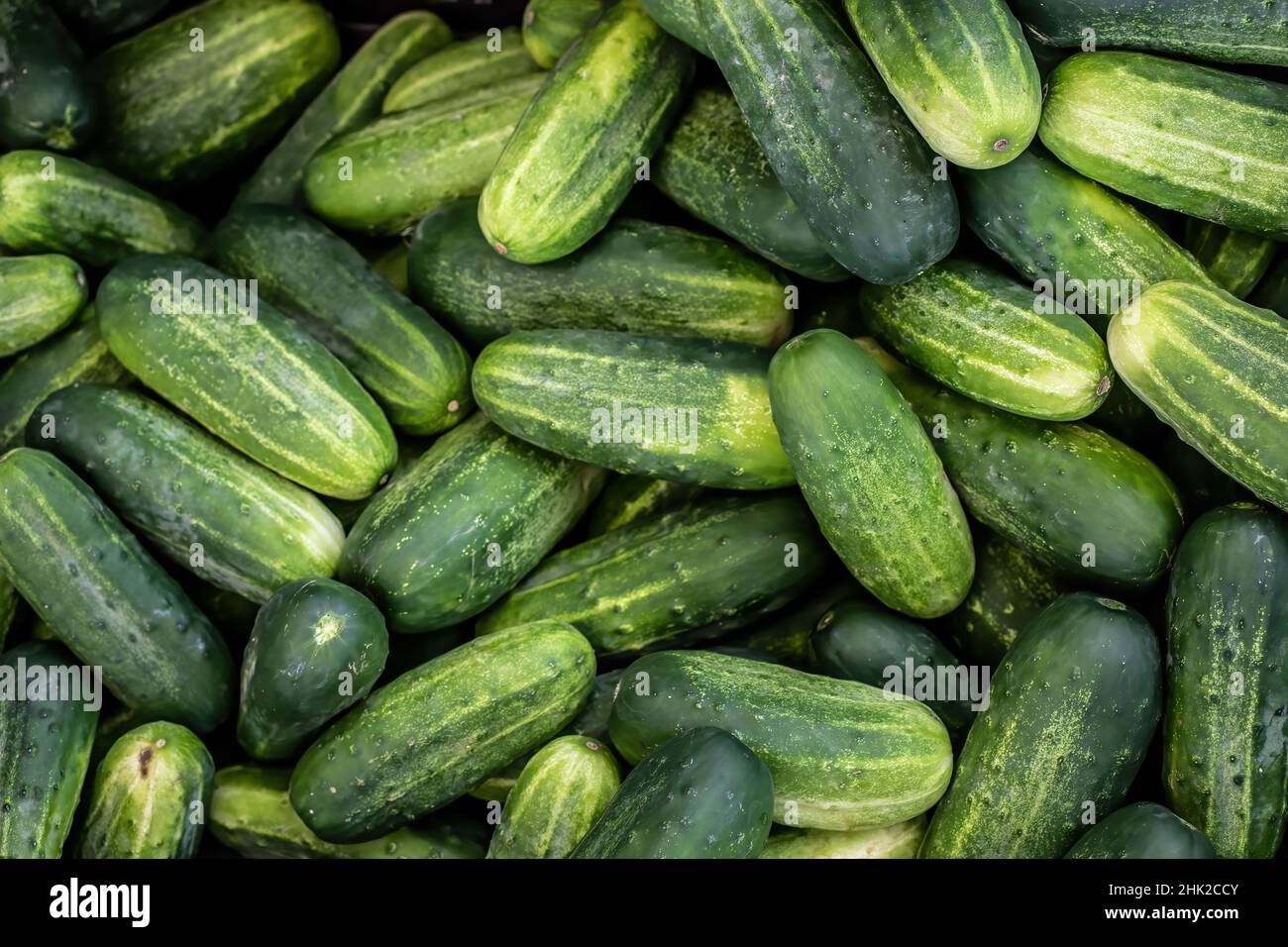 Cucumbers for sale at a farmer's market in the summer Stock Photo - Alamy