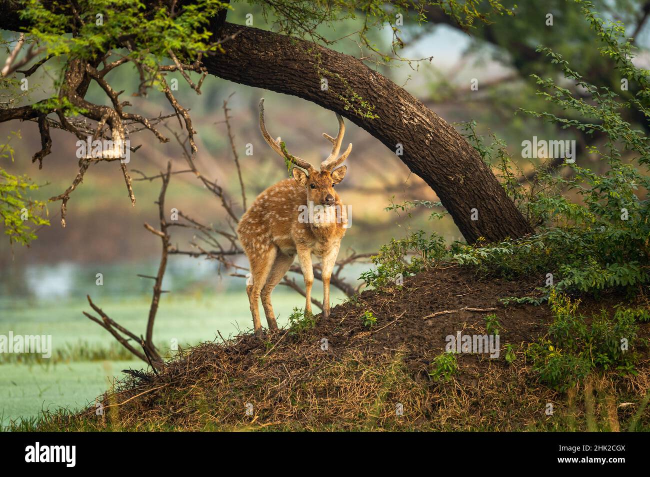 wild adult male spotted deer or chital or axis axis long antlers in ...