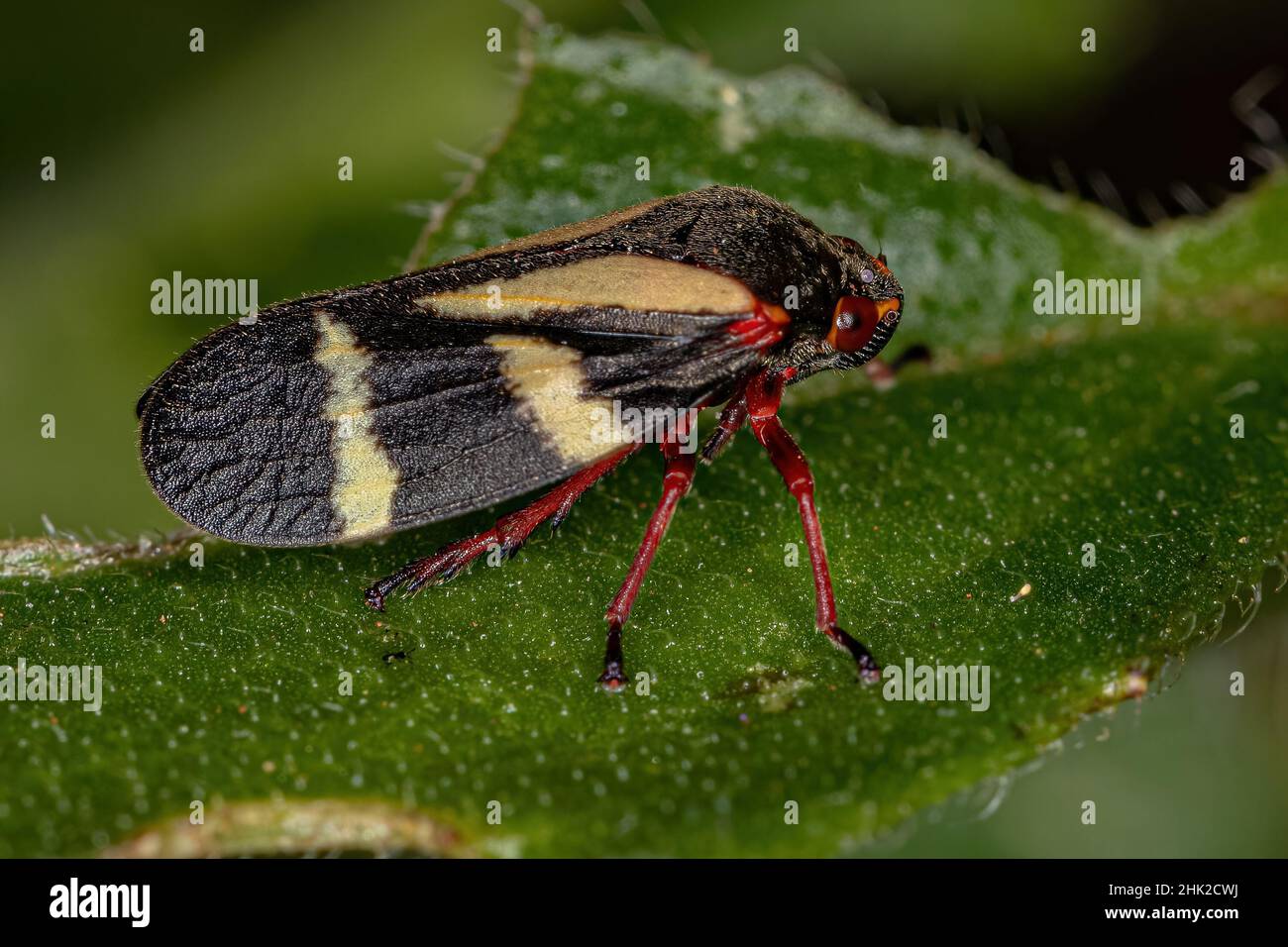 Adult Froghopper Insect of the species Deois flavopicta Stock Photo - Alamy