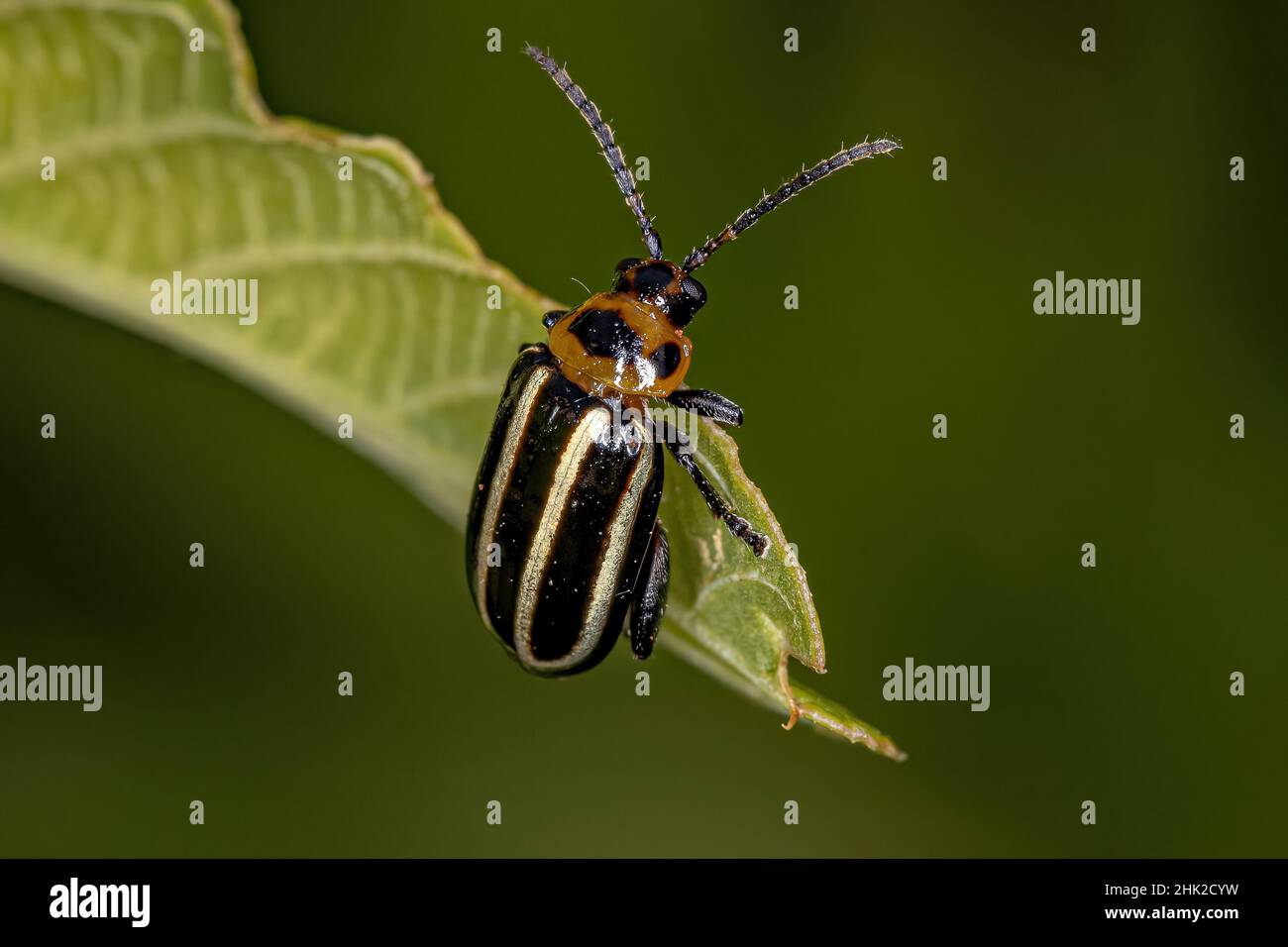Adult Flea Beetle of the genus Disonycha Stock Photo - Alamy