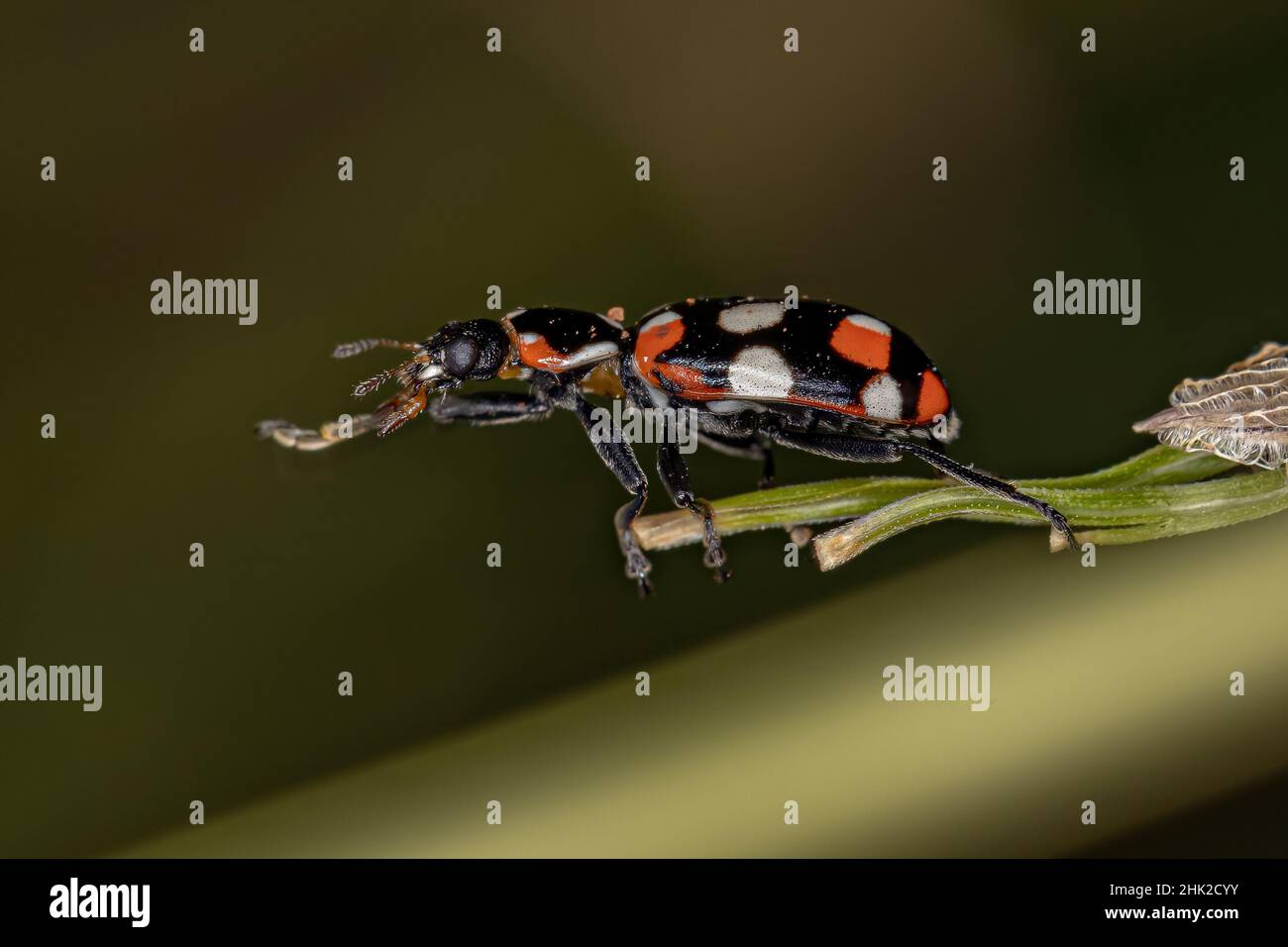 Adult Black-spotted Lady Beetle of the species Eriopis connexa Stock ...