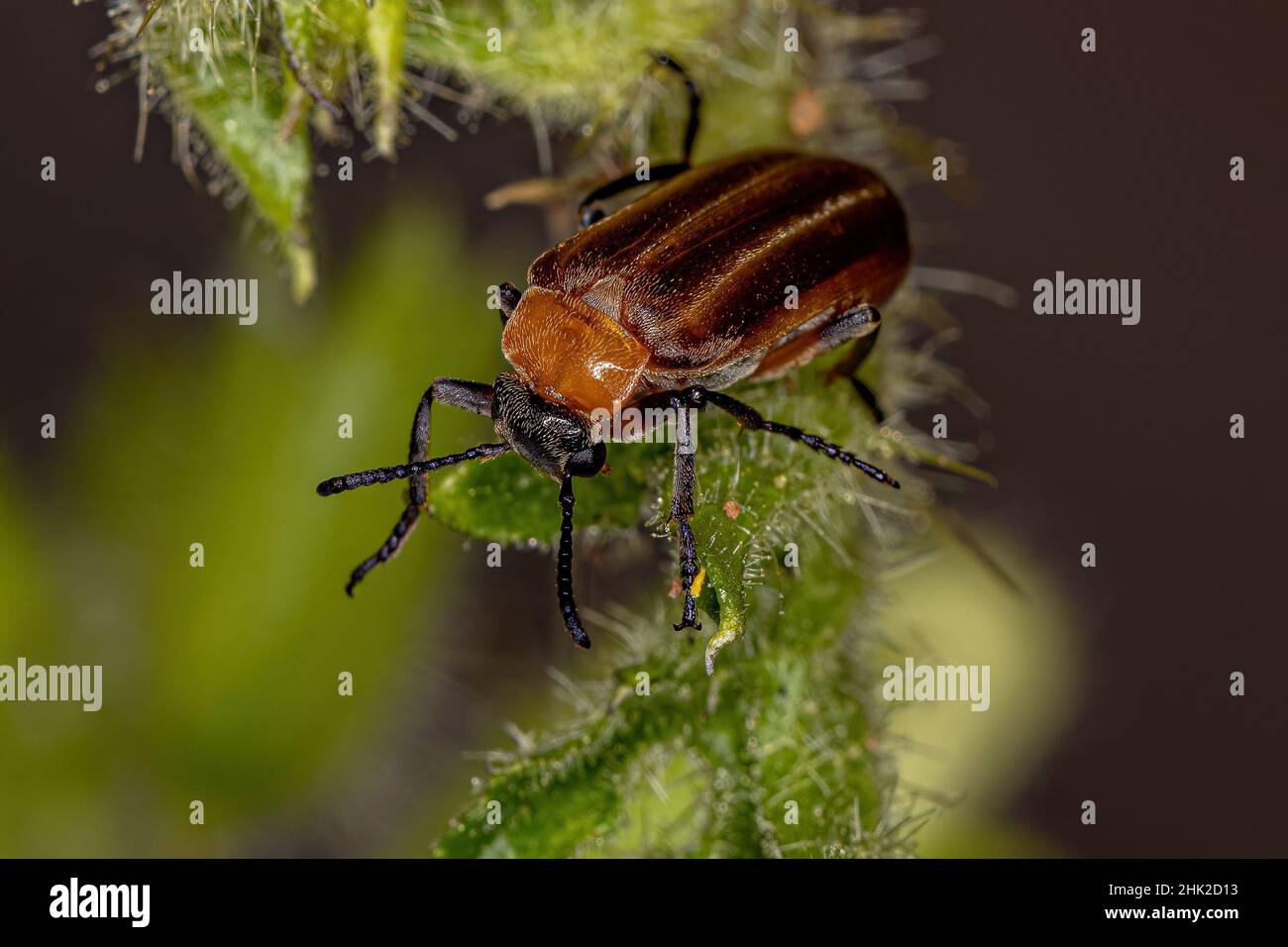 Adult Blister Beetle of the Genus Tetraonyx Stock Photo - Alamy