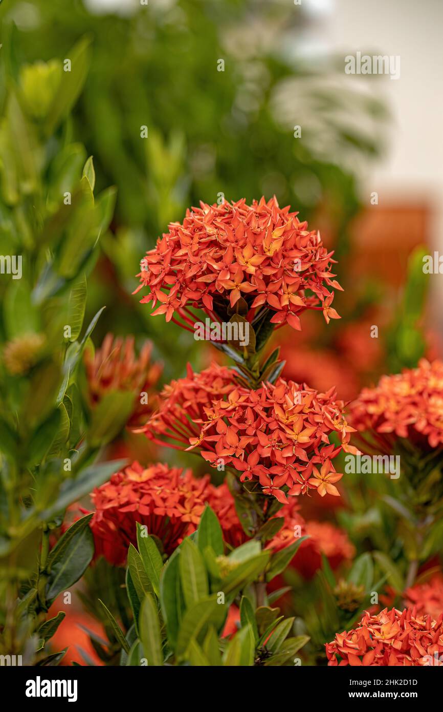 Chinese Ixora Plant Flower of the species Ixora chinensis Stock Photo ...