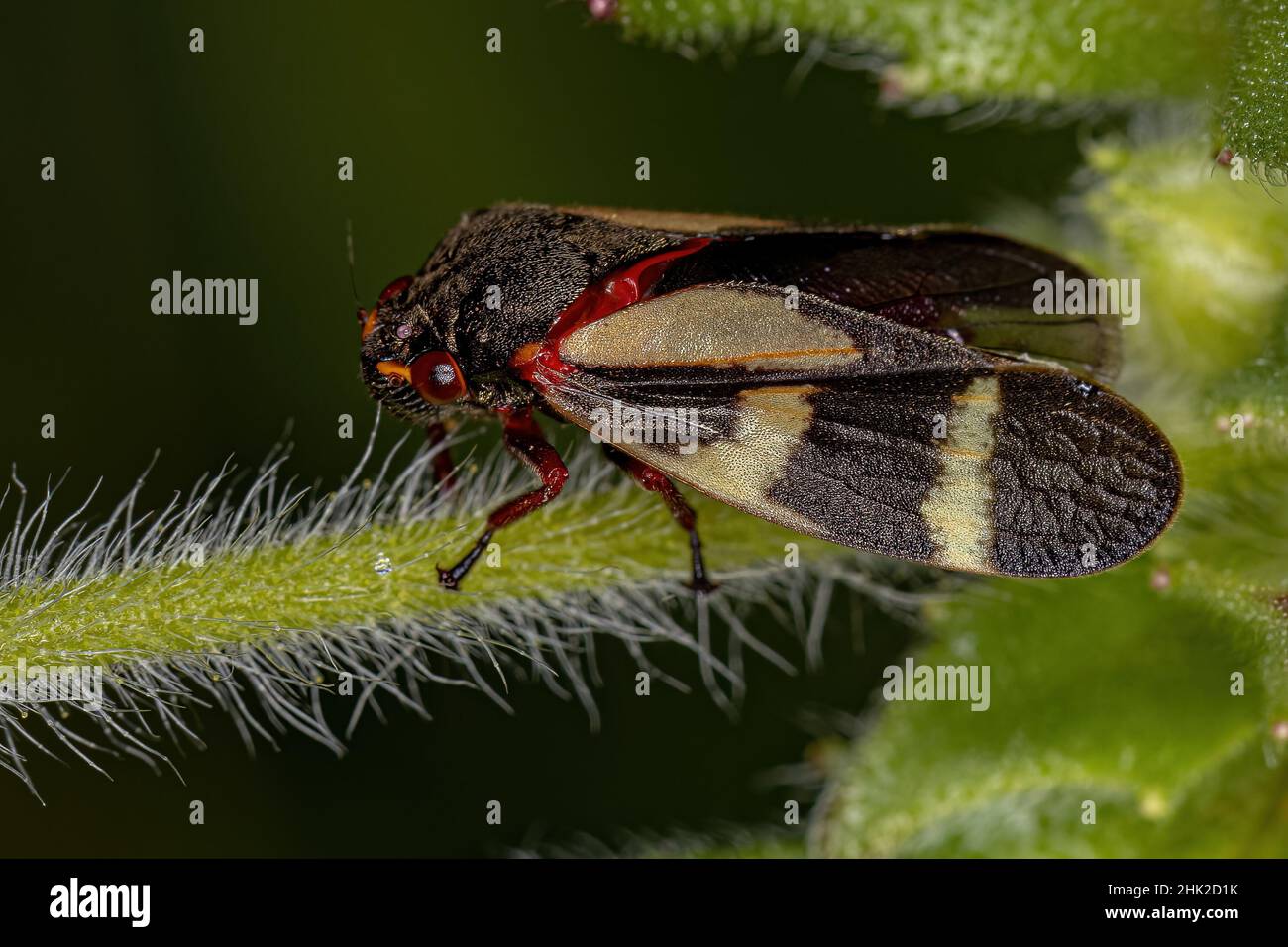 Adult Froghopper Insect of the species Deois flavopicta Stock Photo - Alamy