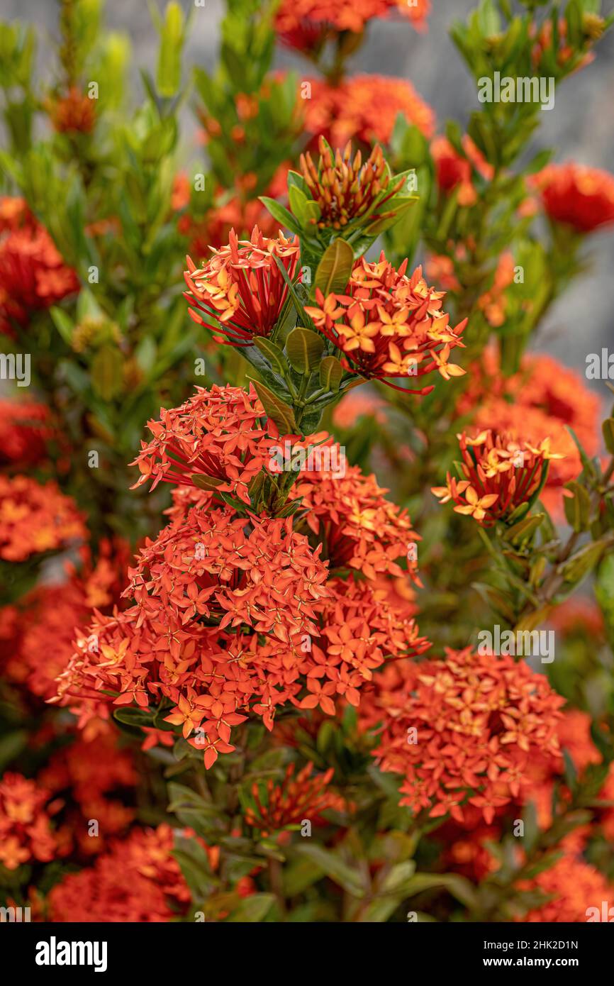 Chinese Ixora Plant Flower of the species Ixora chinensis Stock Photo ...