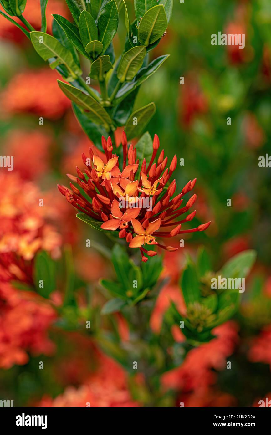 Chinese Ixora Plant Flower of the species Ixora chinensis Stock Photo ...