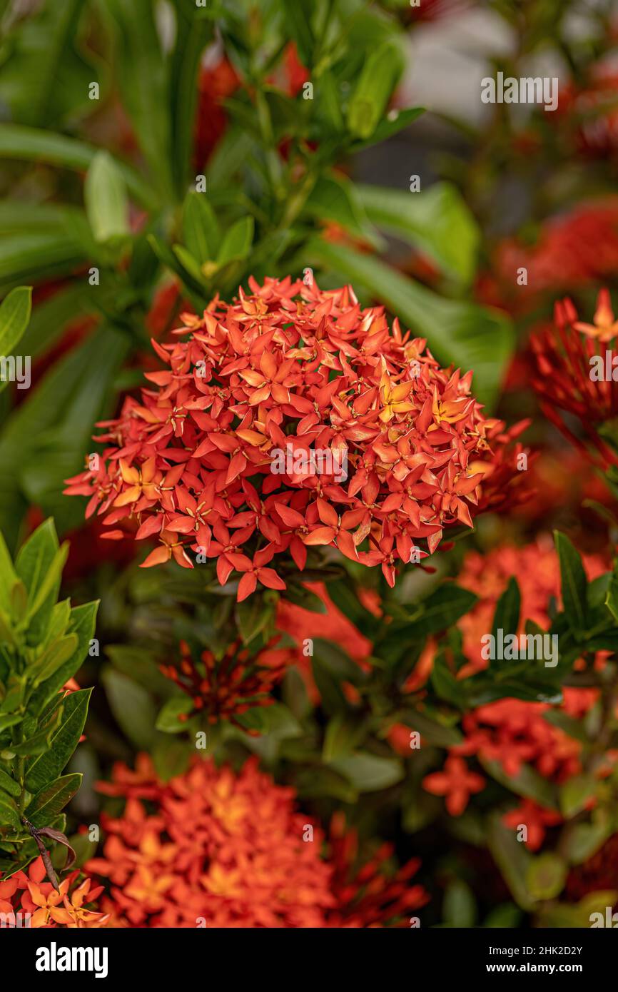 Chinese Ixora Plant Flower of the species Ixora chinensis Stock Photo ...