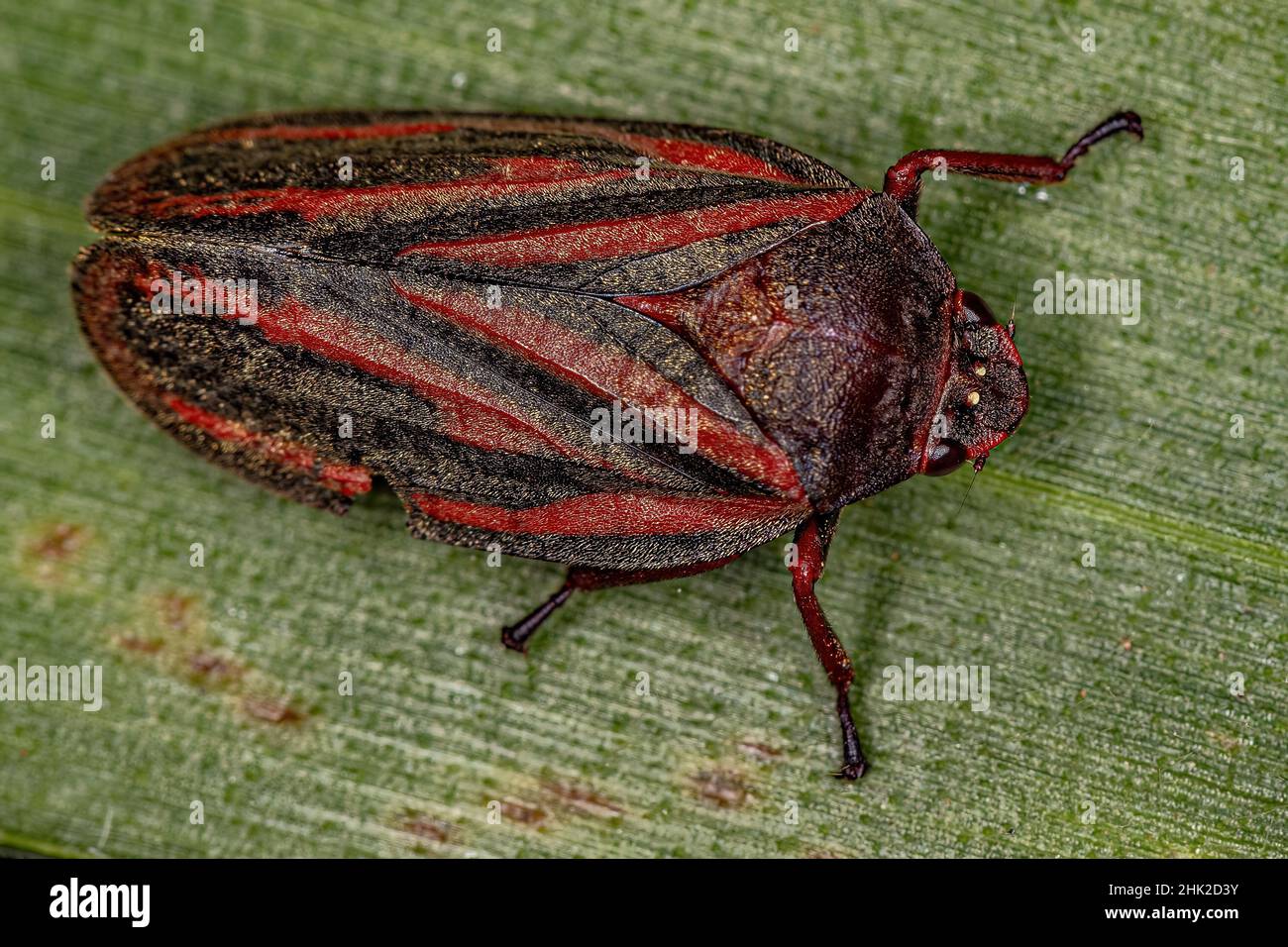 Adult Froghopper Insect of the Family Cercopidae Stock Photo - Alamy