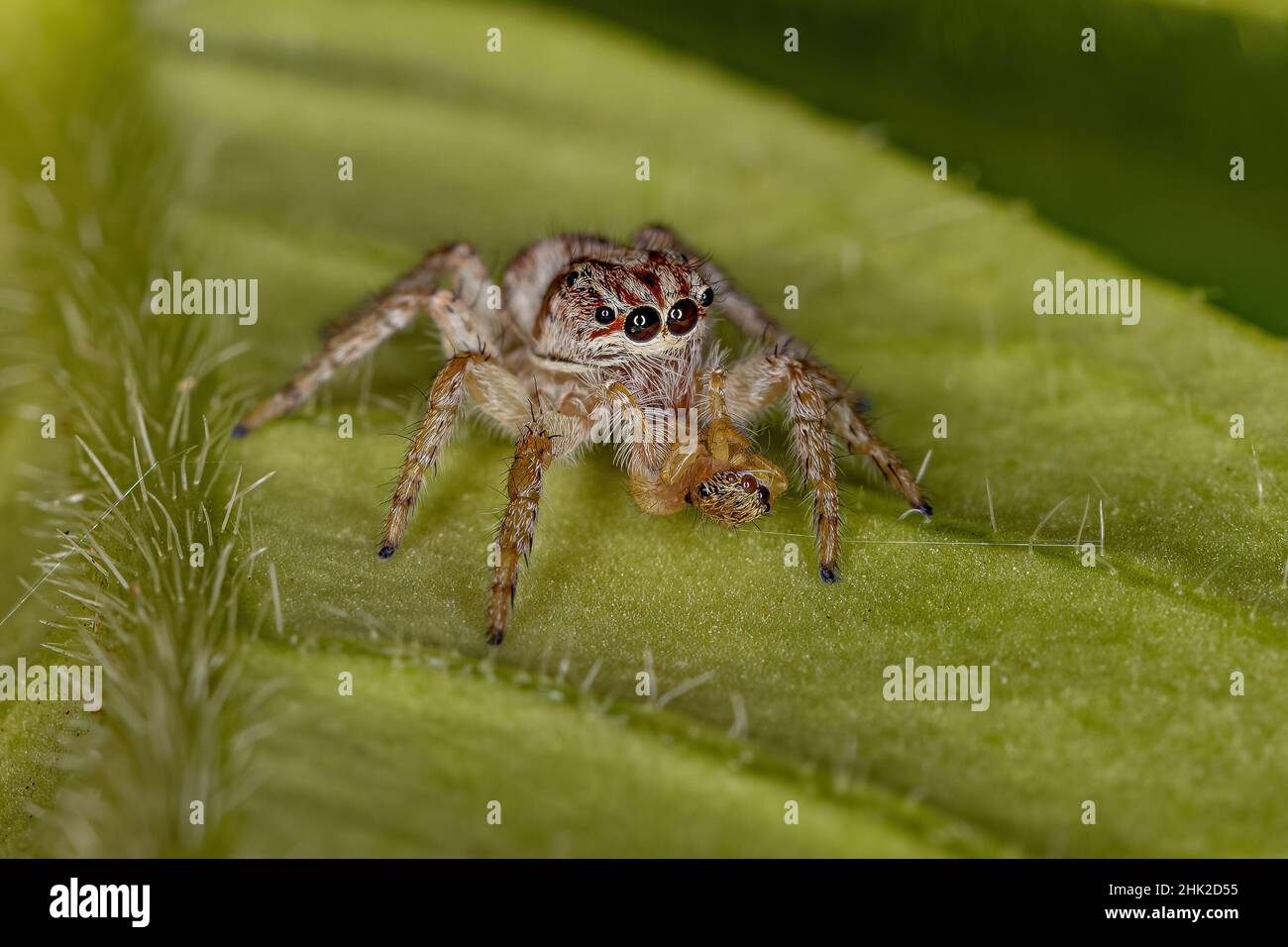 Adult Female Jumping Spider of the Subtribe Freyina preying on a small ...