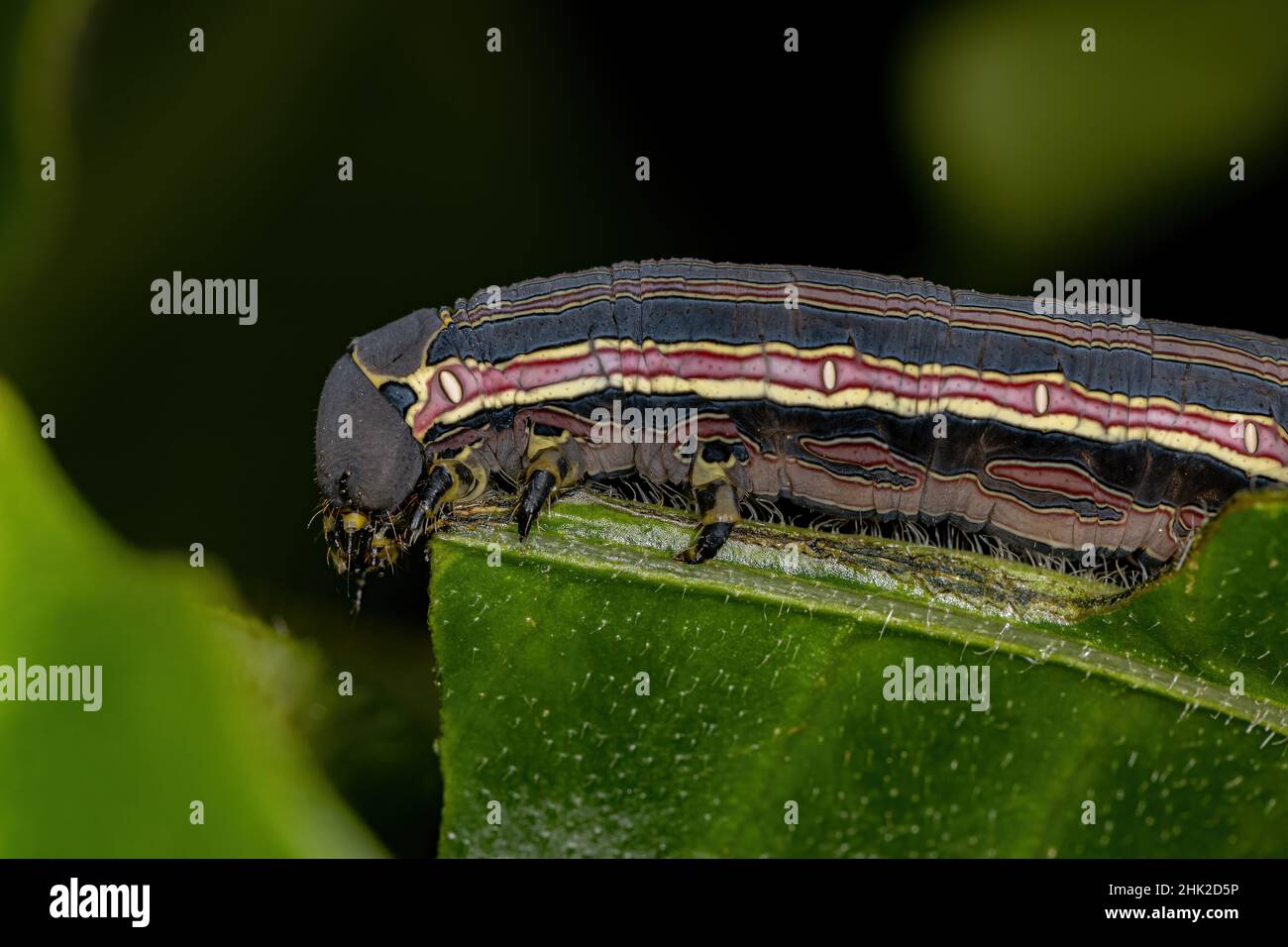 Macroglossine Sphinx Moth Caterpillar of the species Isognathus ...
