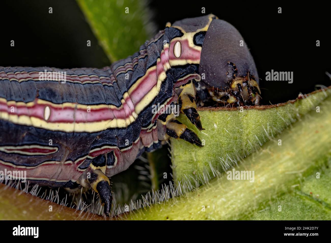 Macroglossine Sphinx Moth Caterpillar of the species Isognathus ...