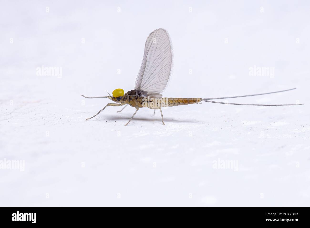 Adult Male Mayfly Insect of the Family Baetidae Stock Photo - Alamy