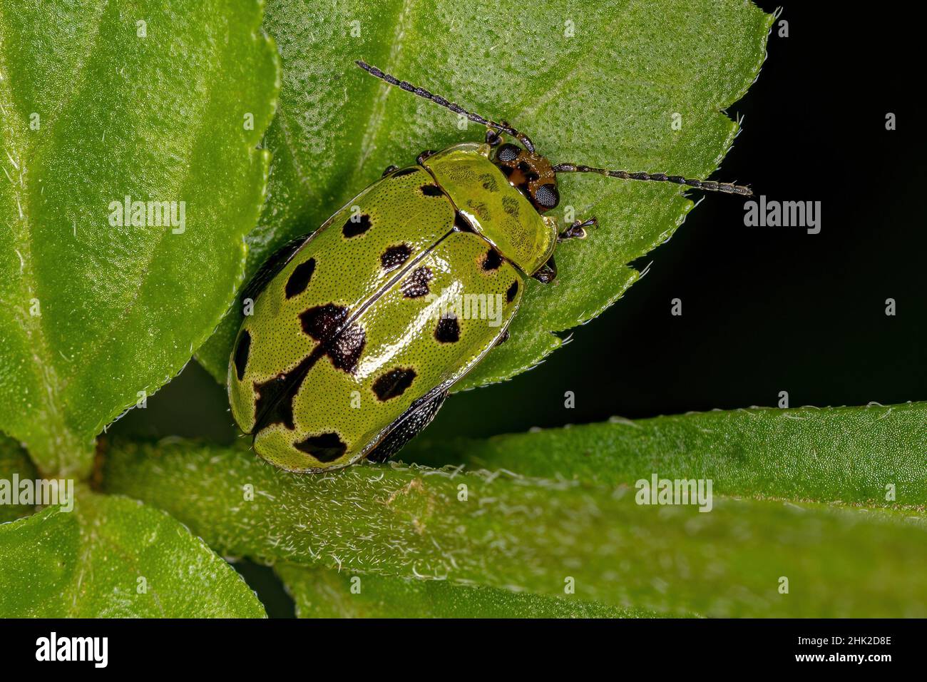 Alagoasa hi-res stock photography and images - Alamy