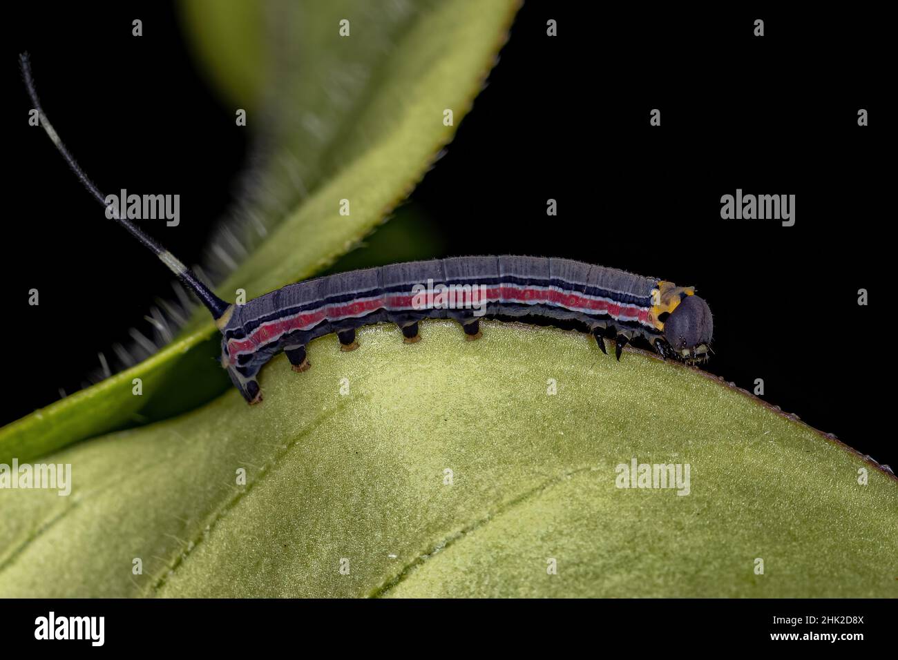 Macroglossine Sphinx Moth Caterpillar of the species Isognathus ...