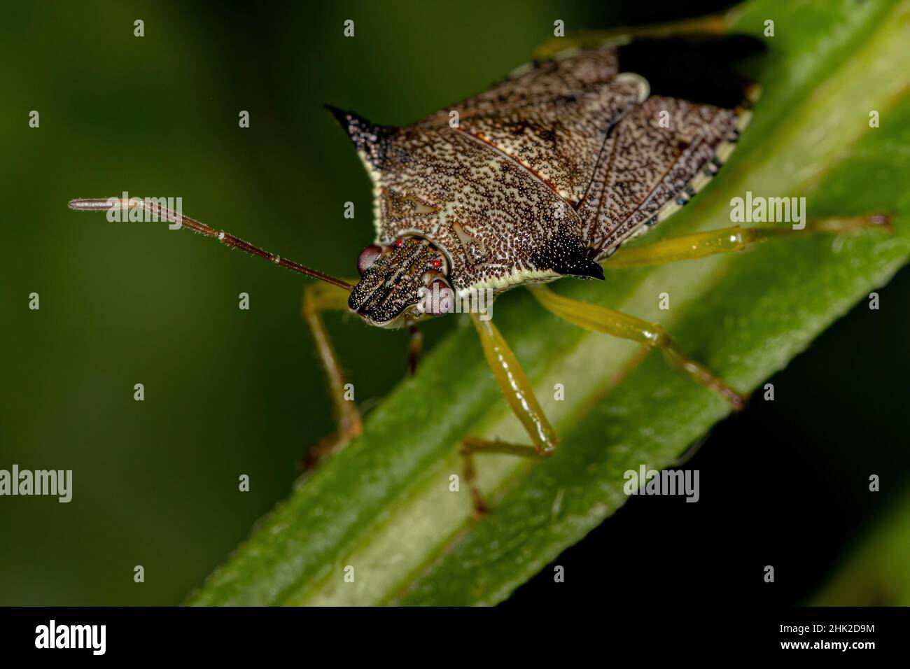 Adult Predatory Stink Bug of the species Podisus nigrispinus Stock ...