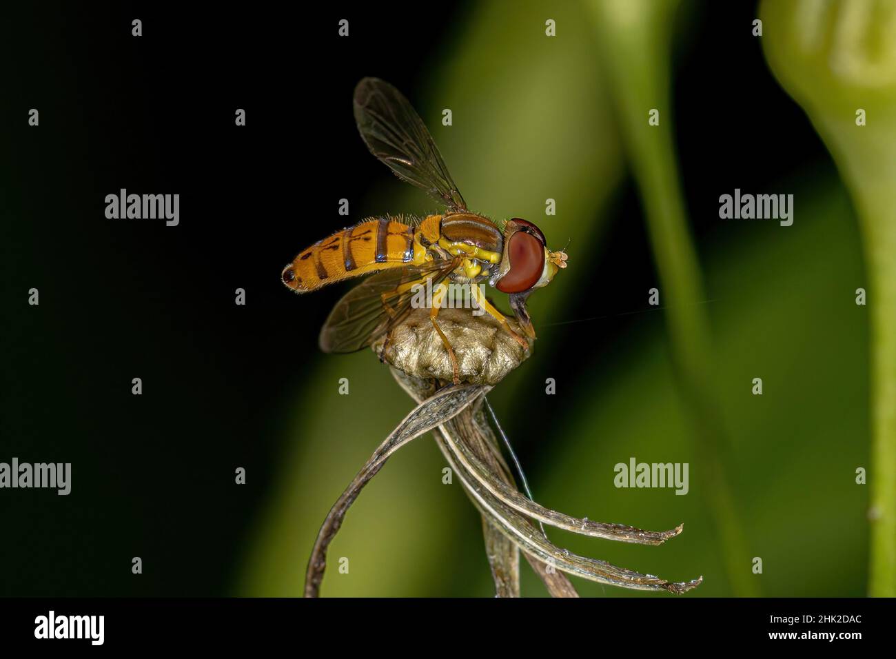 Calligrapher fly hi-res stock photography and images - Alamy